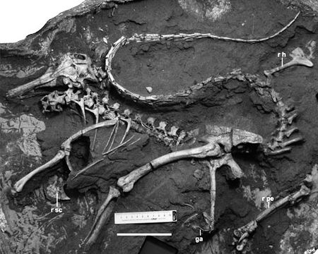 Gobivenator – Encyklopedia Dinozaury.com