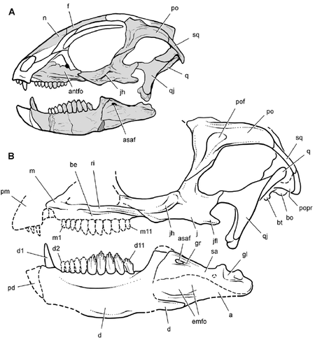 Manidens – Encyklopedia Dinozaury.com