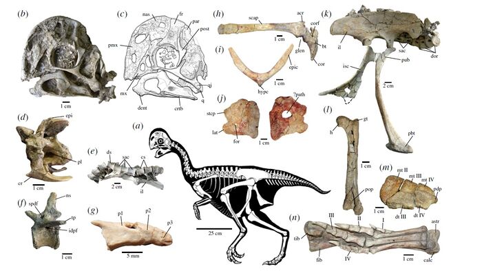 Oksoko – Encyklopedia Dinozaury.com