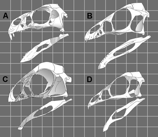 Oviraptorosauria – Encyklopedia Dinozaury.com