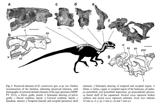 Manidens – Encyklopedia Dinozaury.com
