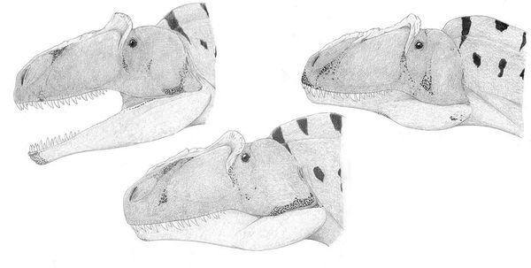 Allosaurus – Encyklopedia Dinozaury.com