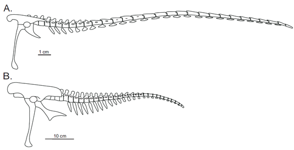 Oviraptorosauria – Encyklopedia Dinozaury.com