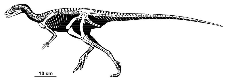 Eocursor – Encyklopedia Dinozaury.com