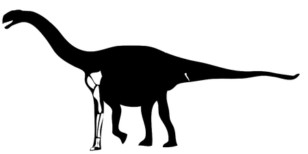 Zby – Encyklopedia Dinozaury.com