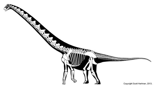 Jainosaurus – Encyklopedia Dinozaury.com