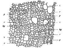 Aachenosaurus – Encyklopedia Dinozaury.com