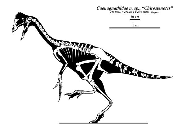 Oviraptorosauria – Encyklopedia Dinozaury.com