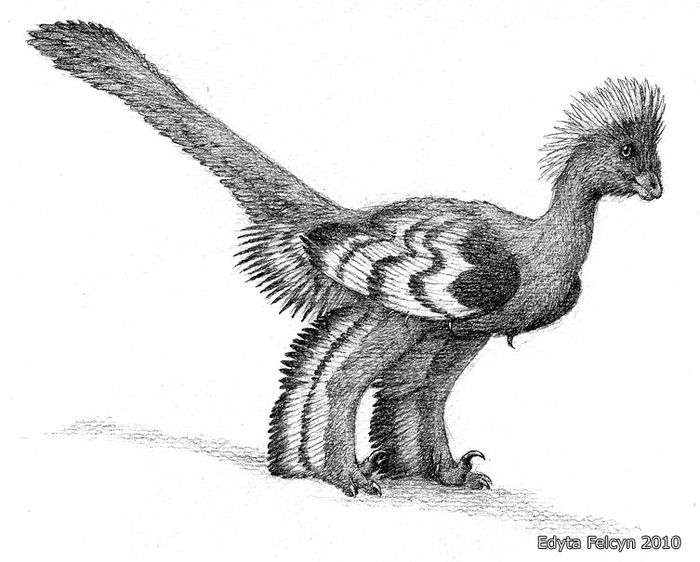 Anchiornis – Encyklopedia Dinozaury.com