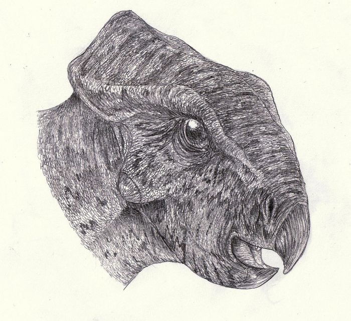 Breviceratops – Encyklopedia Dinozaury.com