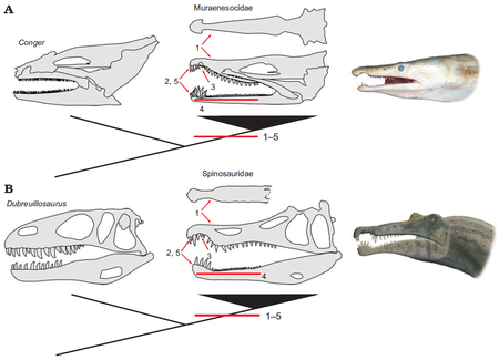 Spinosauridae – Encyklopedia Dinozaury.com