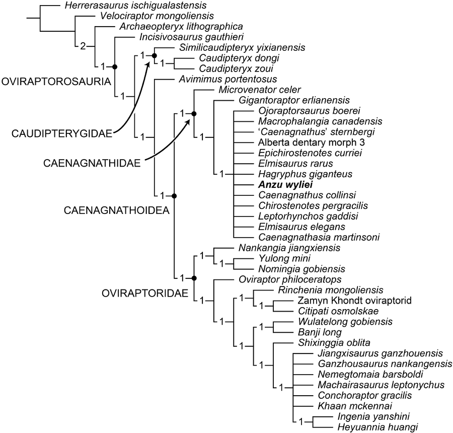 Oviraptorosauria – Encyklopedia Dinozaury.com