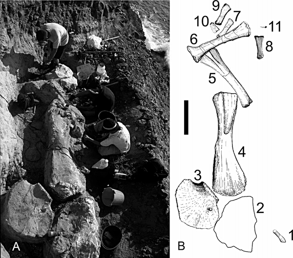 Zby – Encyklopedia Dinozaury.com