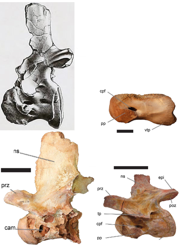 Sigilmassasaurus – Encyklopedia Dinozaury.com