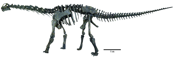 Moabosaurus – Encyklopedia Dinozaury.com
