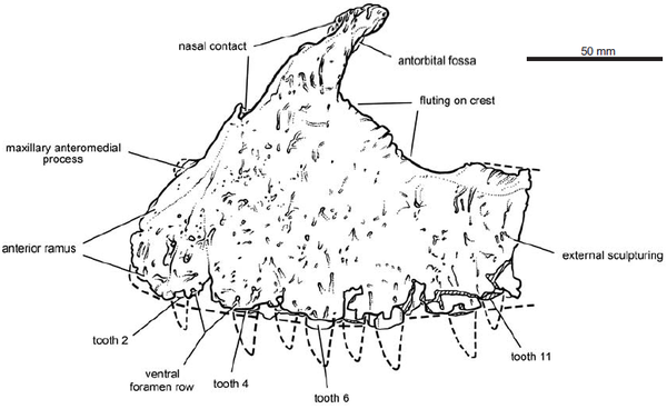 Kryptops – Encyklopedia Dinozaury.com