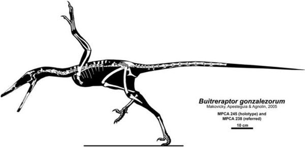 Dromaeosauridae – Encyklopedia Dinozaury.com