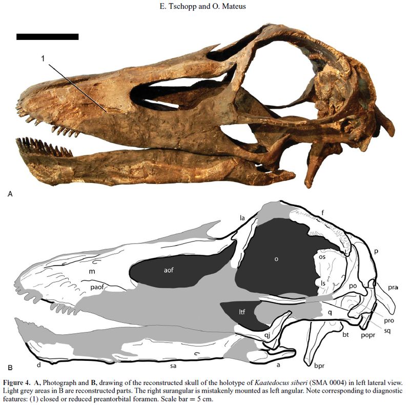 Kaatedocus – Encyklopedia Dinozaury.com