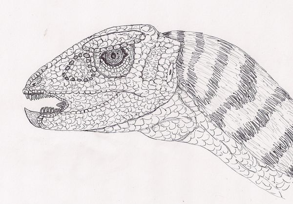 Agilisaurus – Encyklopedia Dinozaury.com