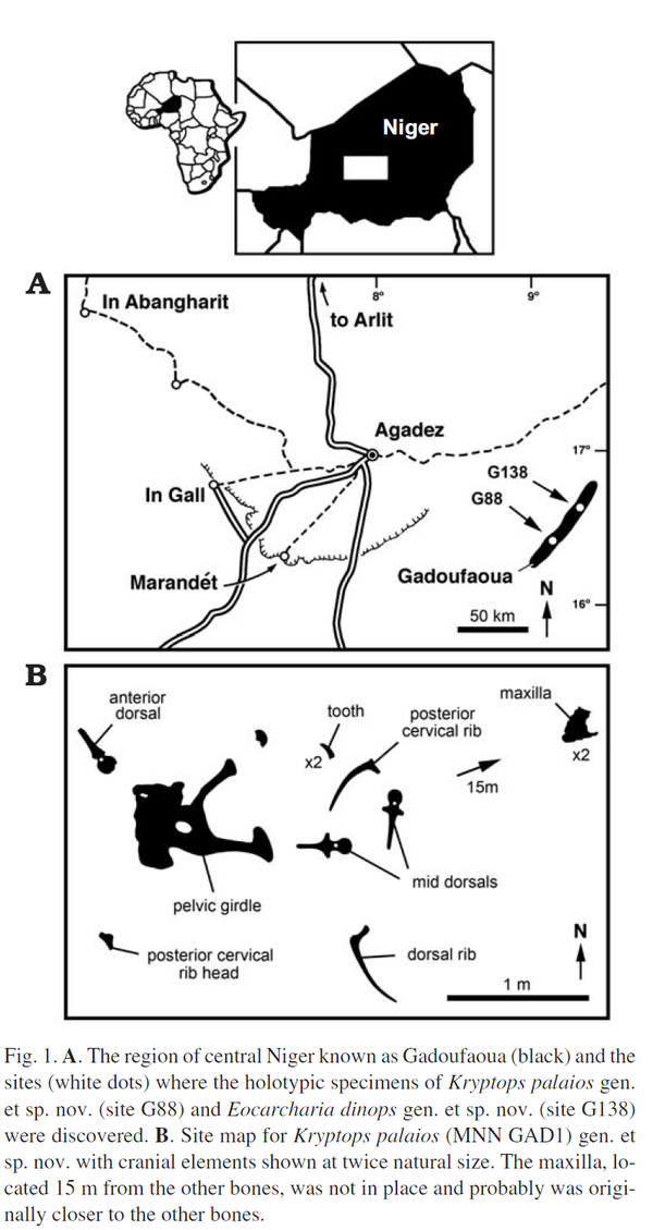 Kryptops – Encyklopedia Dinozaury.com