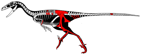 Troodontidae – Encyklopedia Dinozaury.com