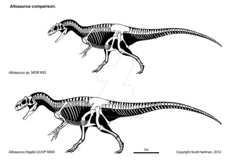 Allosaurus – Encyklopedia Dinozaury.com