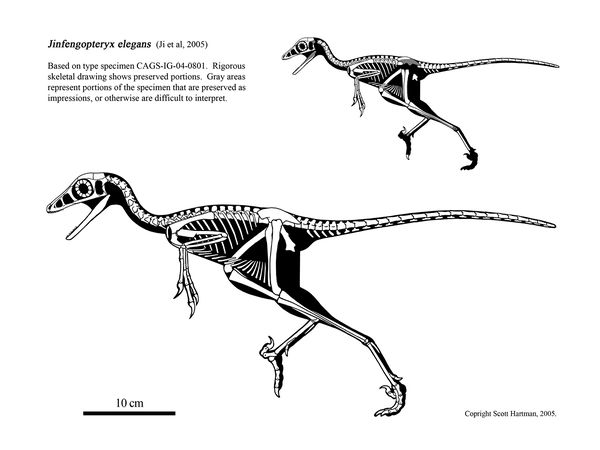 Troodontidae – Encyklopedia Dinozaury.com
