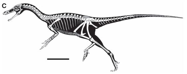Alvarezsauroidea – Encyklopedia Dinozaury.com