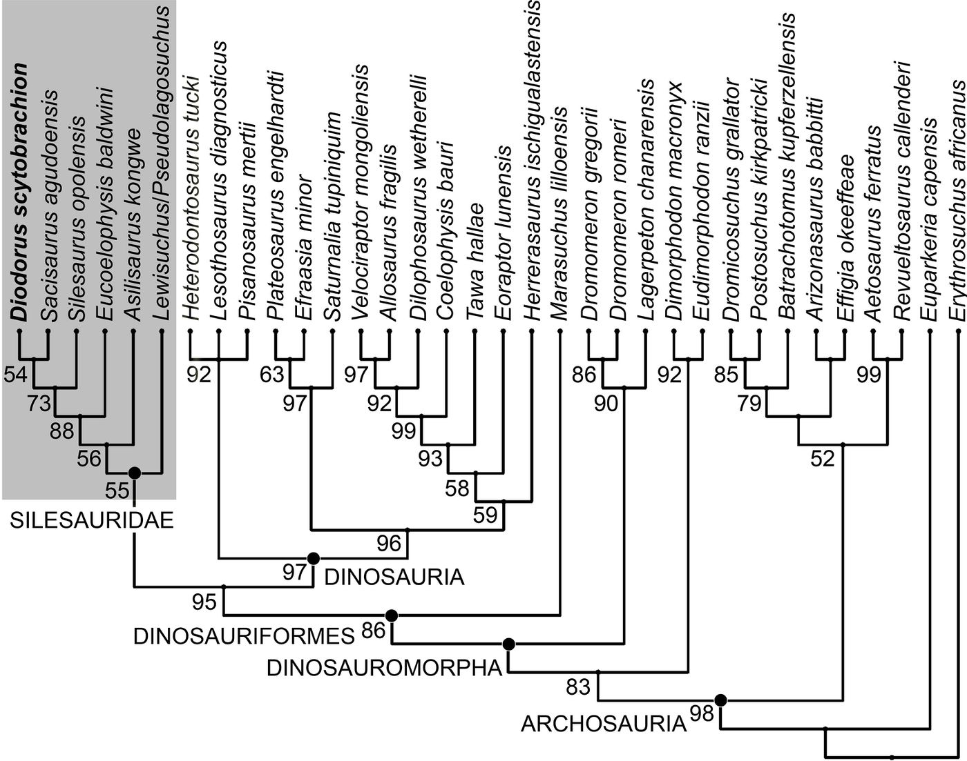 Silesauridae – Encyklopedia Dinozaury.com