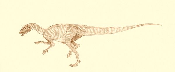 Eocursor – Encyklopedia Dinozaury.com