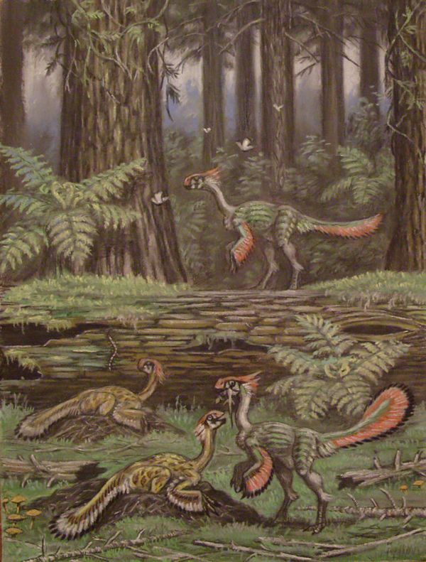 Conchoraptor – Encyklopedia Dinozaury.com