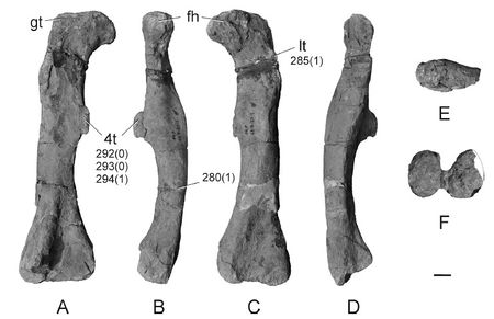 Mussaurus – Encyklopedia Dinozaury.com
